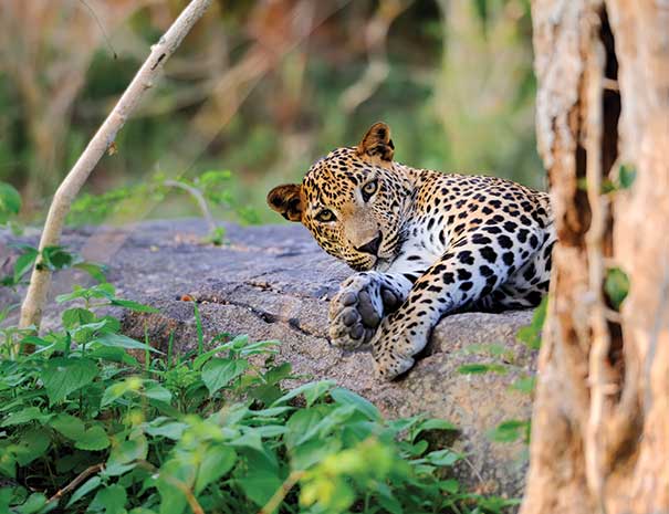 Nature & Wildlife - Sri Lanka Authentic Holidays